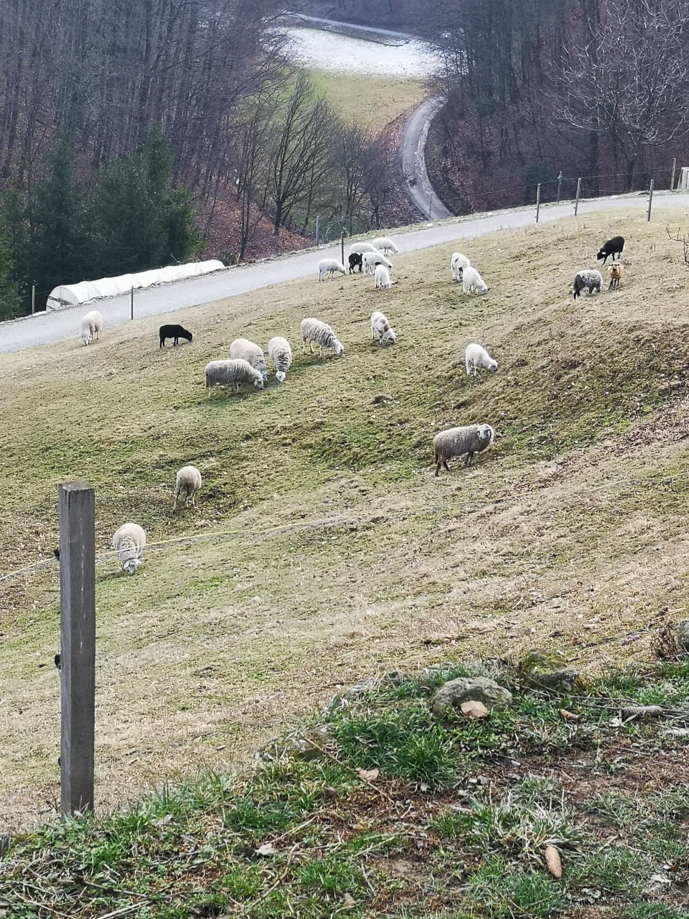 OPG KOČET - plant production and animal breeding | VeeMee