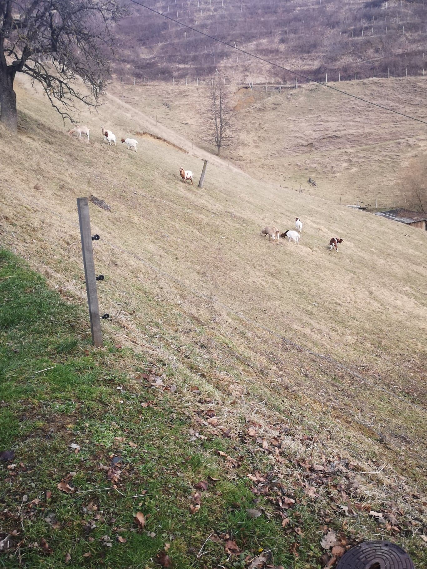 OPG KOČET - plant production and animal breeding | VeeMee