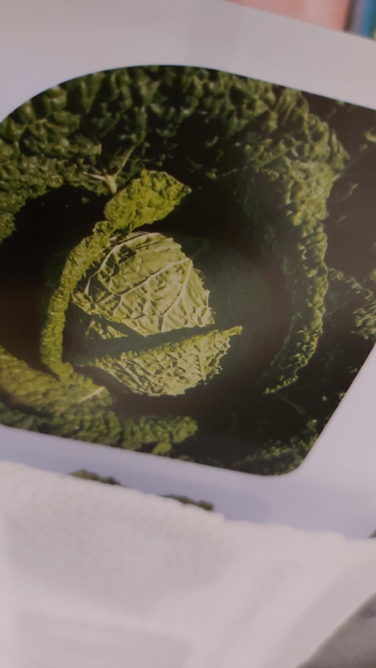 OPG Mario Papec - cultivation of vegetables and cereals | VeeMee