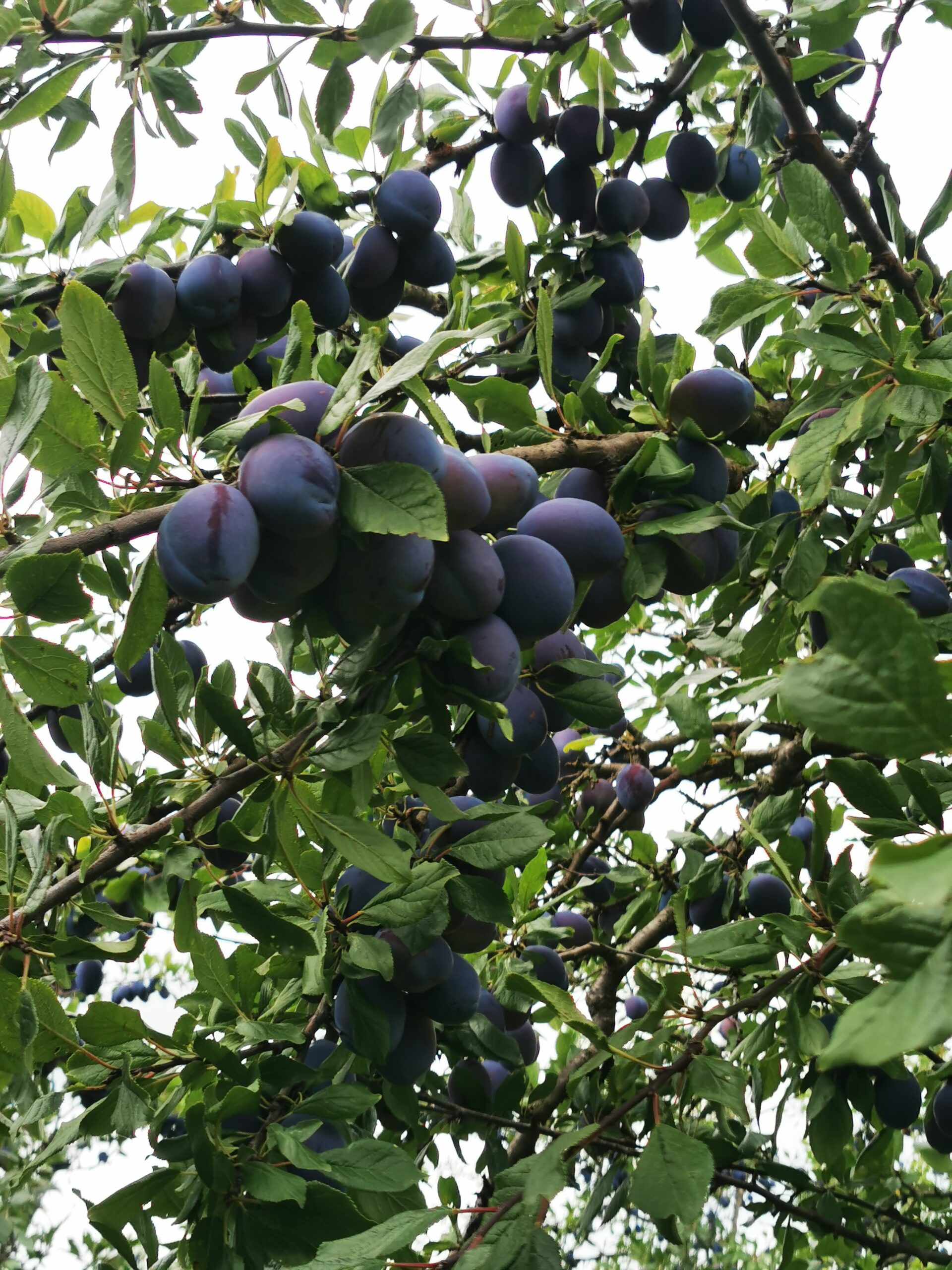 OPG "TERRA MATER" - VeeMee